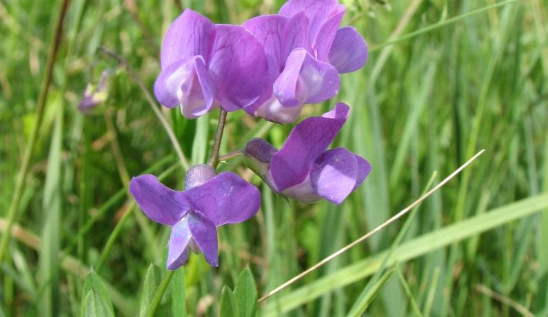La réserve naturelle de Vesles-et-Caumont - Communauté de communes du ...